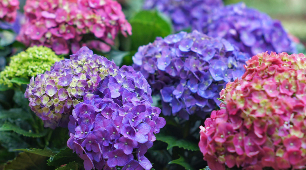 Hydrangeas and Alum- What’s that all about? - Flower Flourish