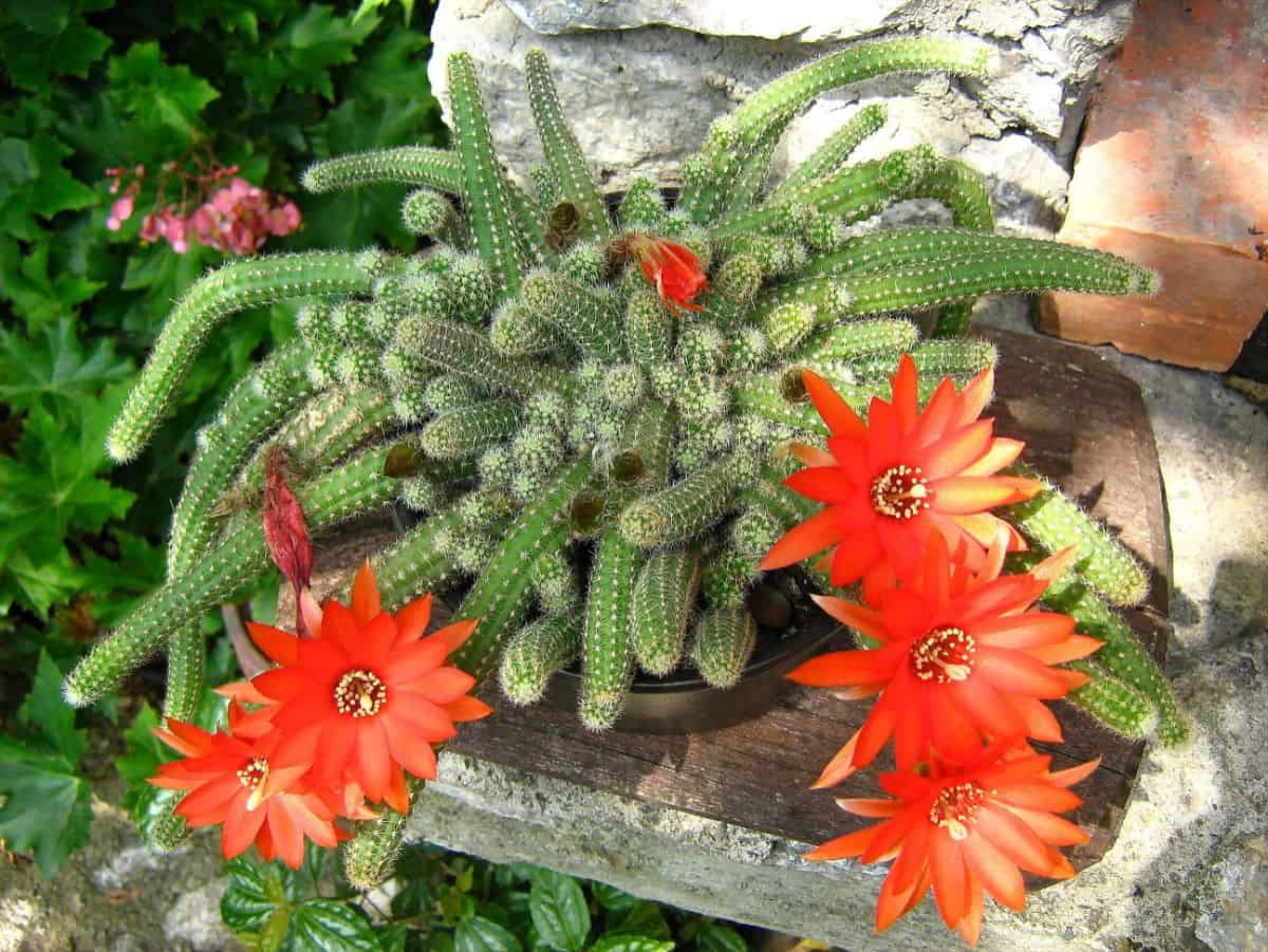 All About Trailing Cactus - Flower Flourish